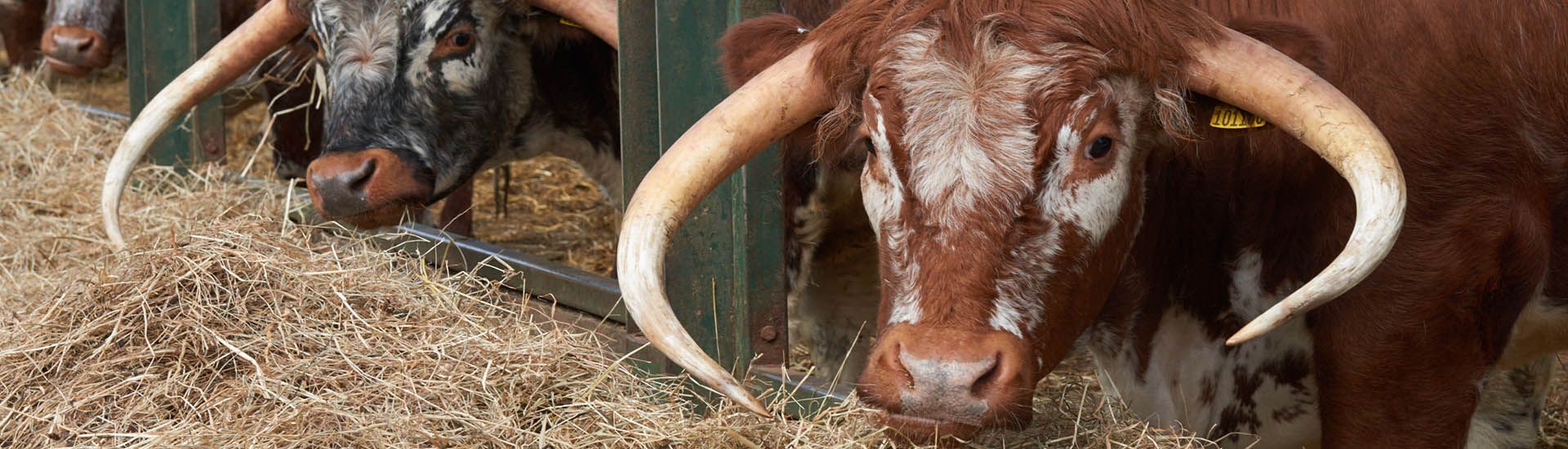Wykham Park Farm Shop | We are food producers and stewards of the ...
